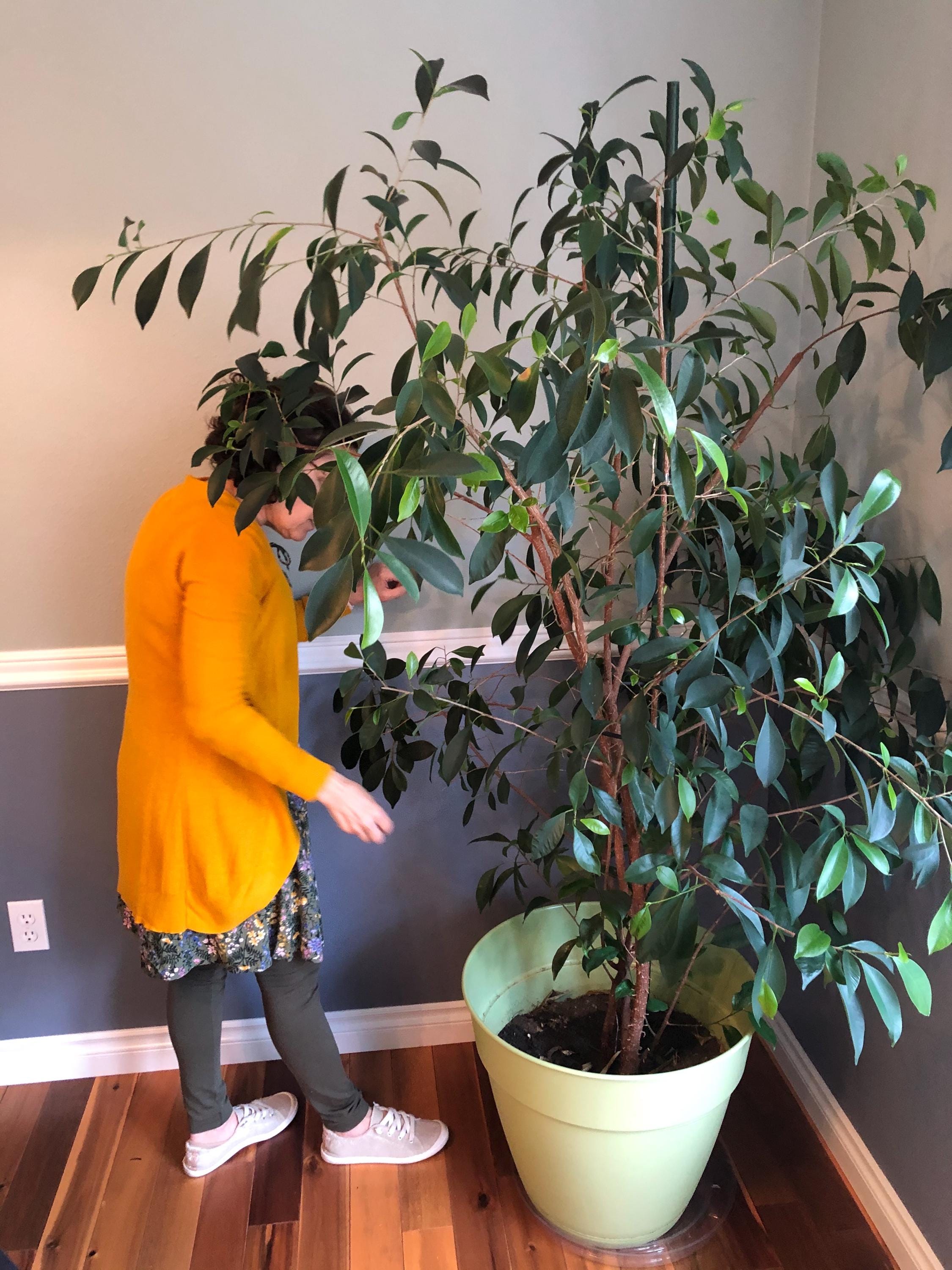 Ficus Benjamina Rooted Cuttings - Etsy