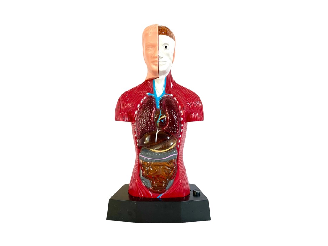 Vintage Hard Plastic HUMAN TORSO Anatomical MODEL With Illuminating ...