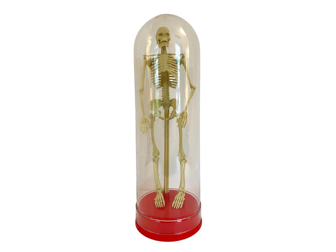 Vintage (90s) Plastic Human Skeleton Model / 13-1/2" X 4-1/2" / Very ...