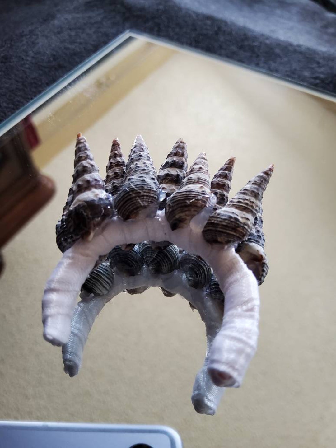 Your Choice of Barbie-size Shell Tiara! Real Shells! #miniatures # ...
