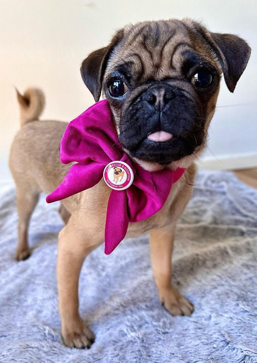 Fundraiser for Pru's Life Saving Liver Shunt Surgery With Pug Rescue ...