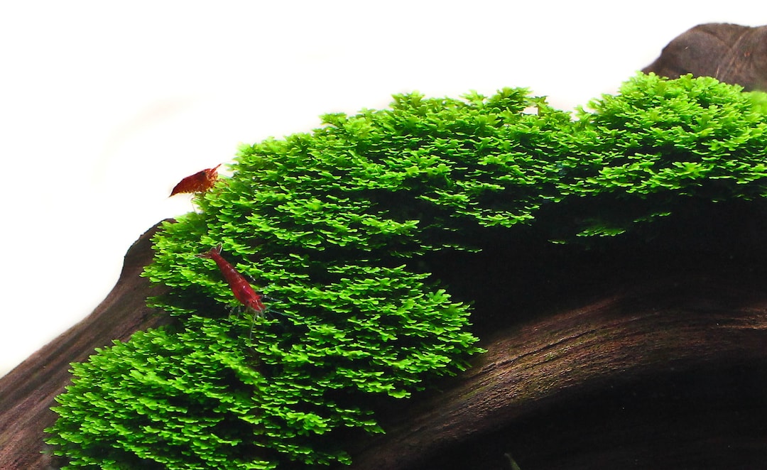 Mini Pellia (coral Moss) Live Plant 2" X 2" Riccardia Chamedryfolia - Etsy