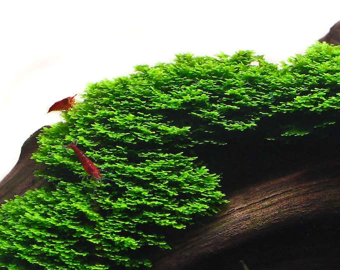 Mini Pellia (coral Moss) Live Plant 2" X 2" Riccardia Chamedryfolia - Etsy