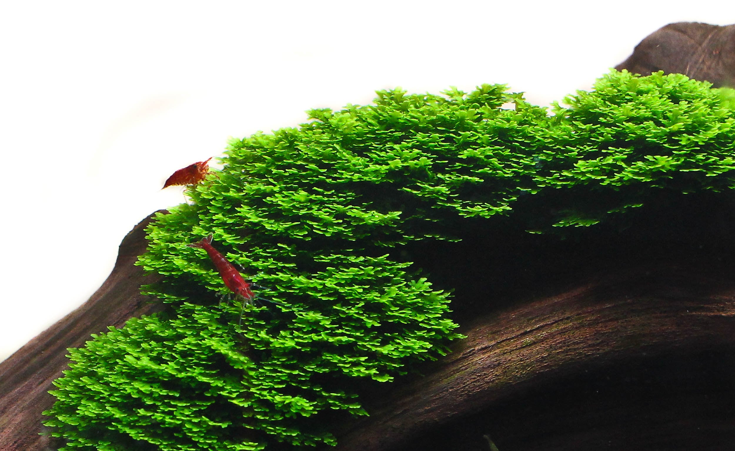 Mini Pellia (coral Moss) Live Plant 2" X 2" Riccardia Chamedryfolia - Etsy