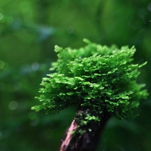 Mini Pellia (coral Moss) Live Plant 2" X 2" Riccardia Chamedryfolia - Etsy