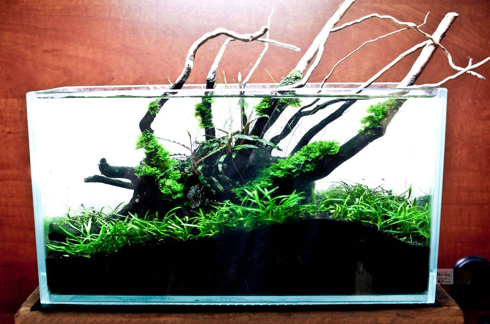 Mini Pellia (coral Moss) Live Plant 2" X 2" Riccardia Chamedryfolia - Etsy