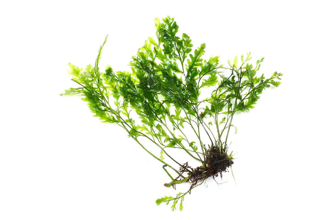 Live Nature Aquarium Plant Bolbitis Heudelotii African Water Fern - Low ...