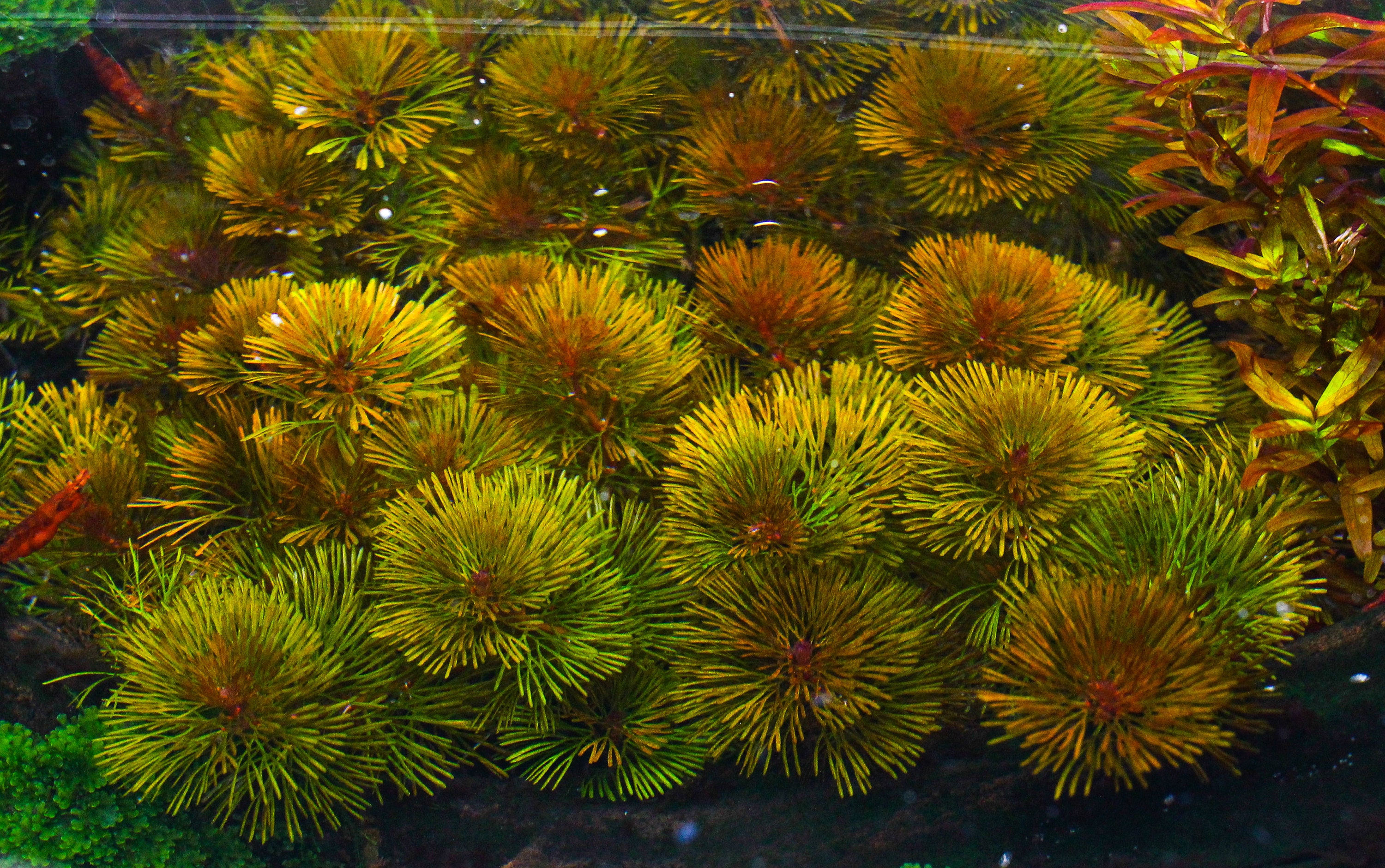 Cabomba Furcata