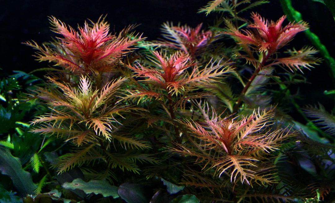 5 Stems Mermaid Weed Proserpinaca Palustris - Submersed Grown - Etsy