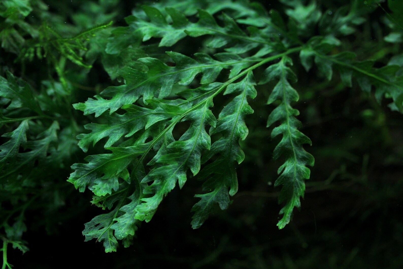 Live Nature Aquarium Plant Bolbitis Heudelotii African Water - Etsy