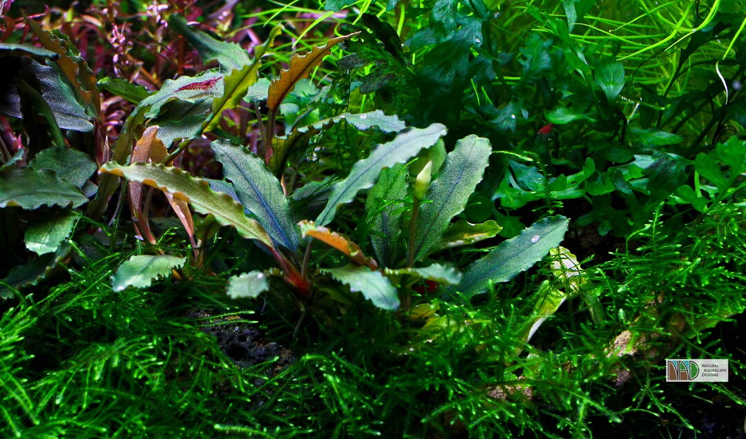 Bucephalandra Godzilla Submersed Grown Live Aquarium Plant - Etsy