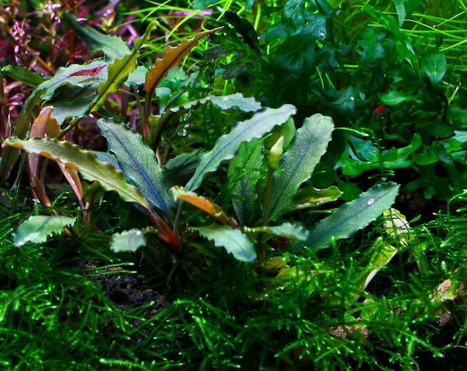 Bucephalandra Godzilla Submersed Grown Live Aquarium Plant - Etsy