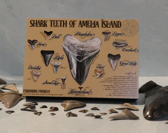 Shark Teeth Identification Chart - Etsy