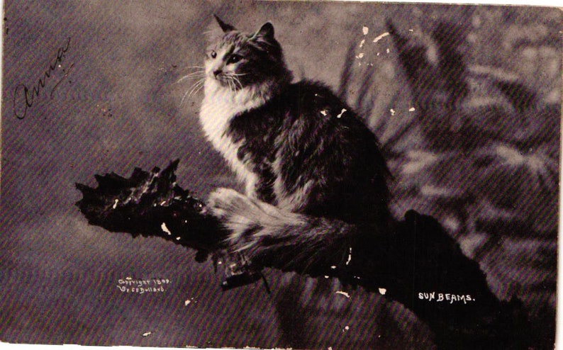RPPC 1899 B&W Cat Tree Branch M T Sheahan Sun Beams Postcard (2@1) - Etsy