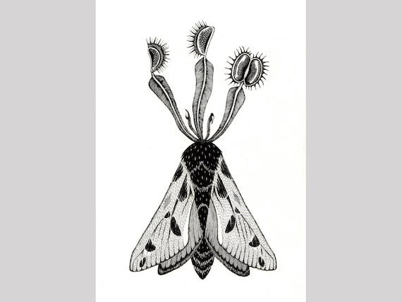 Venus Moth Signed Art Print - Etsy