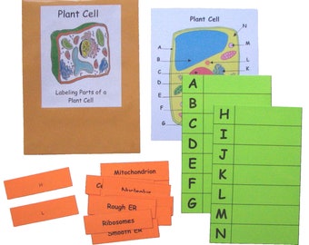 Parts of a Plant Cell. - Etsy