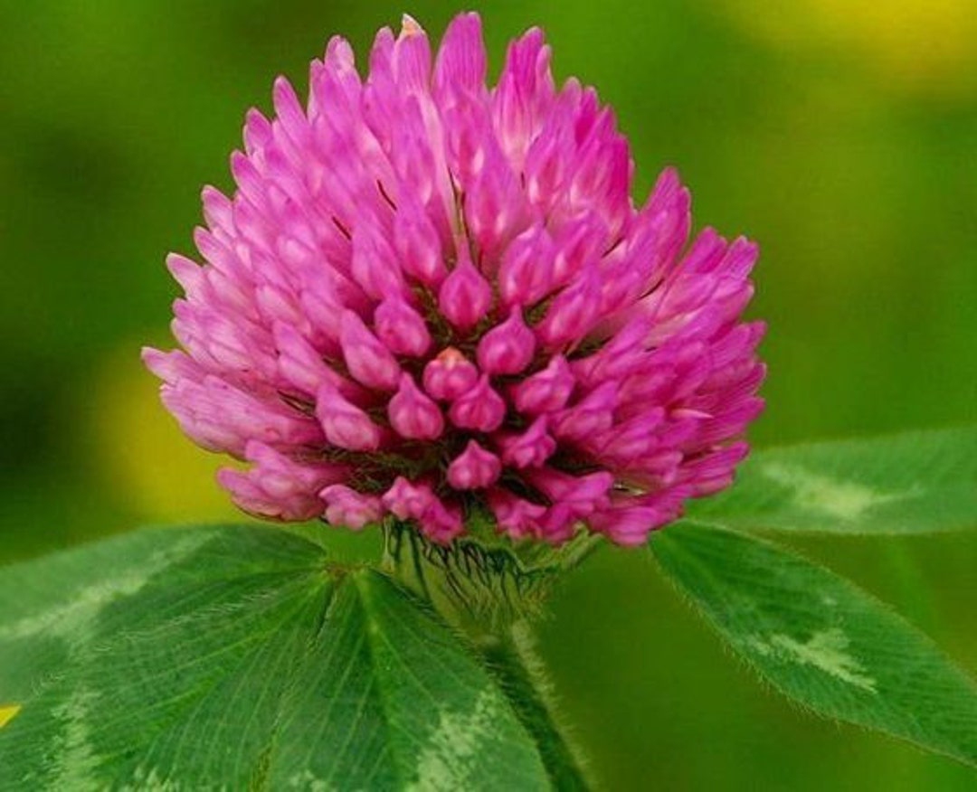 Red Clover Non-gmo Heirloom Medicinal Herb Seeds & Bee Food 600 + Seeds ...