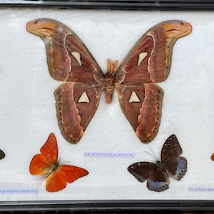 Real Framed Butterfly & Atlas Moth Specimen Insect Display - 6 ...