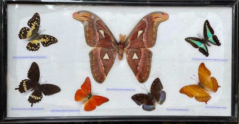 Real Framed Butterfly & Atlas Moth Specimen Insect Display 6 - Etsy