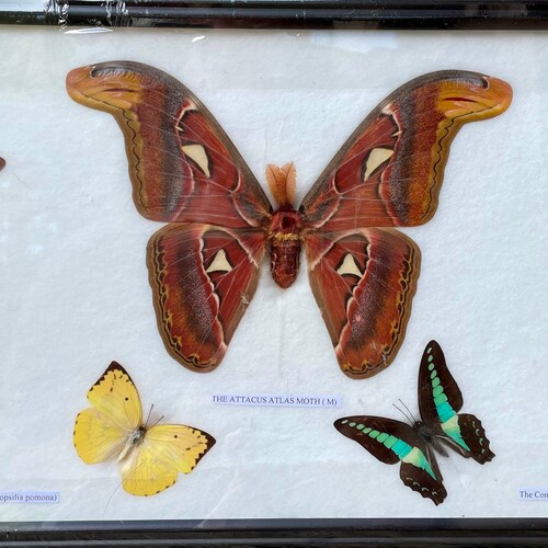 Real Framed Butterfly & Atlas Moth Specimen Insect Display 6 - Etsy