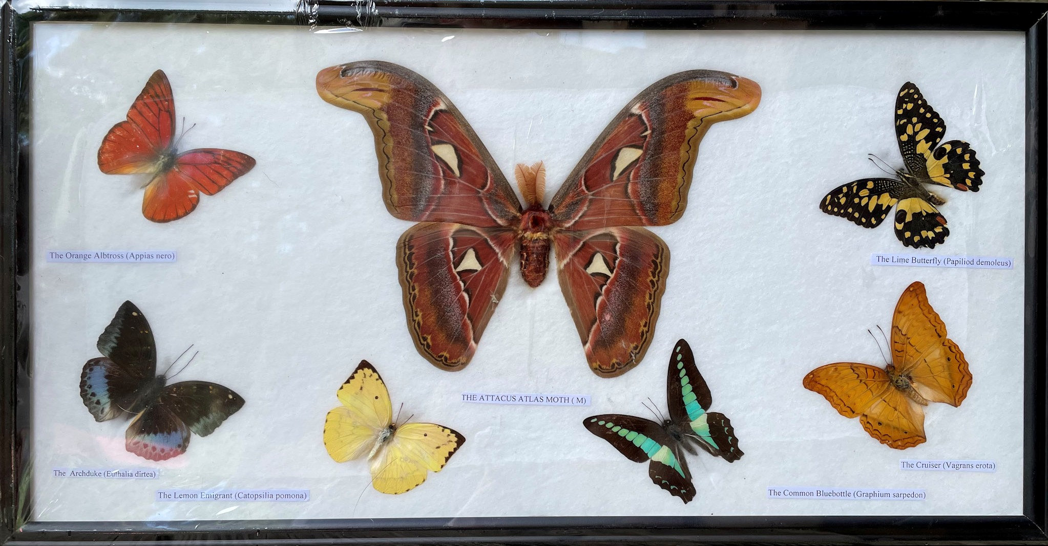 Real Framed Butterfly & Atlas Moth Specimen Insect Display 6 - Etsy