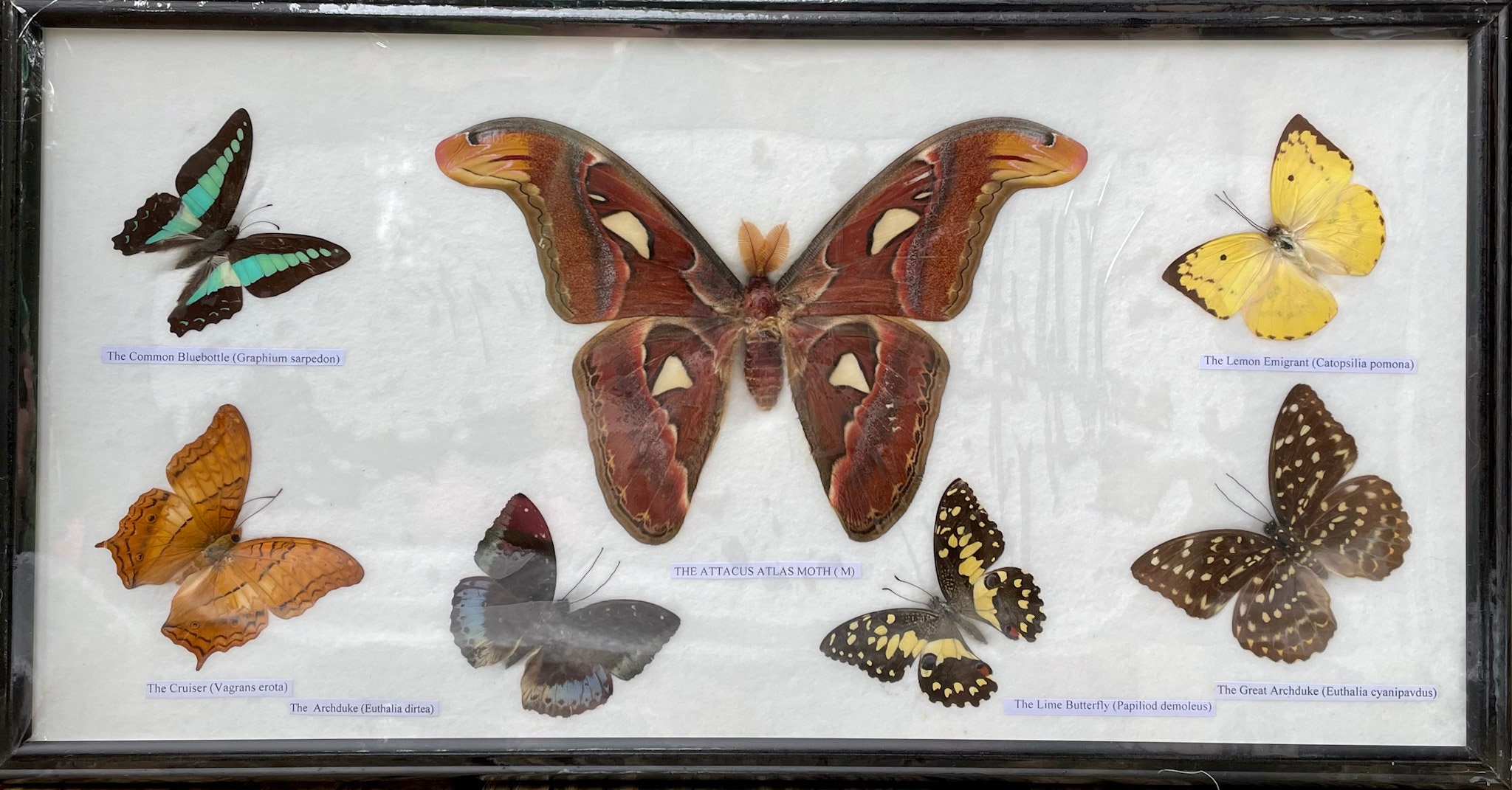 Real Framed Butterfly & Atlas Moth Specimen Insect Display 6 - Etsy
