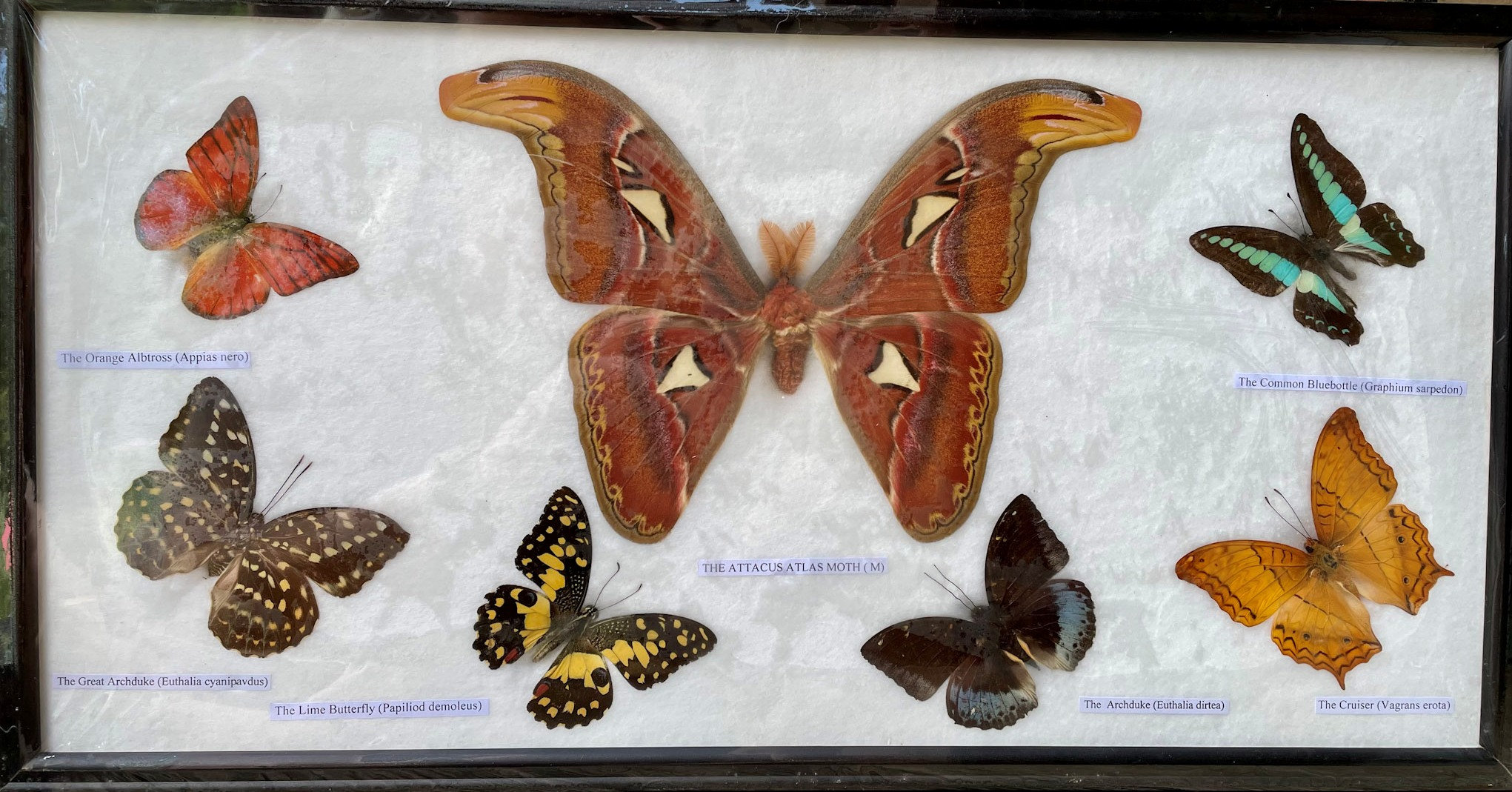 Real Framed Butterfly & Atlas Moth Specimen Insect Display 6 - Etsy