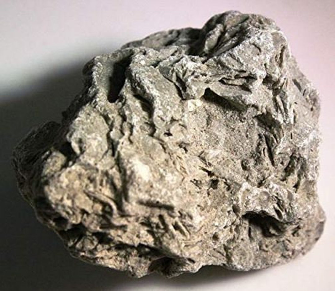 Fossiliferous Limestone Sedimentary Rock - 3 Pieces - Measures 1 - 2 ...