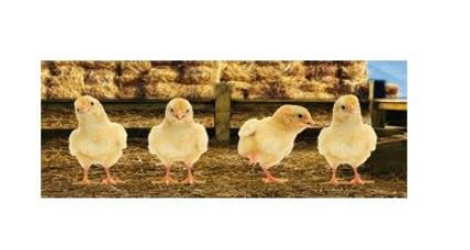 3 Easter Animated Bookmarks / Rulers Bunnies Chicks and - Etsy