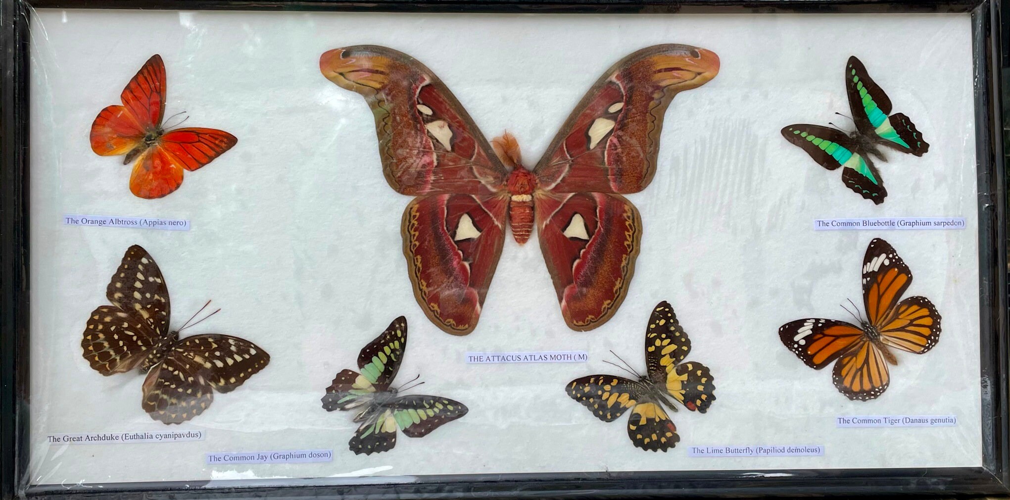 Real Framed Butterfly & Atlas Moth Specimen Insect Display 6 - Etsy