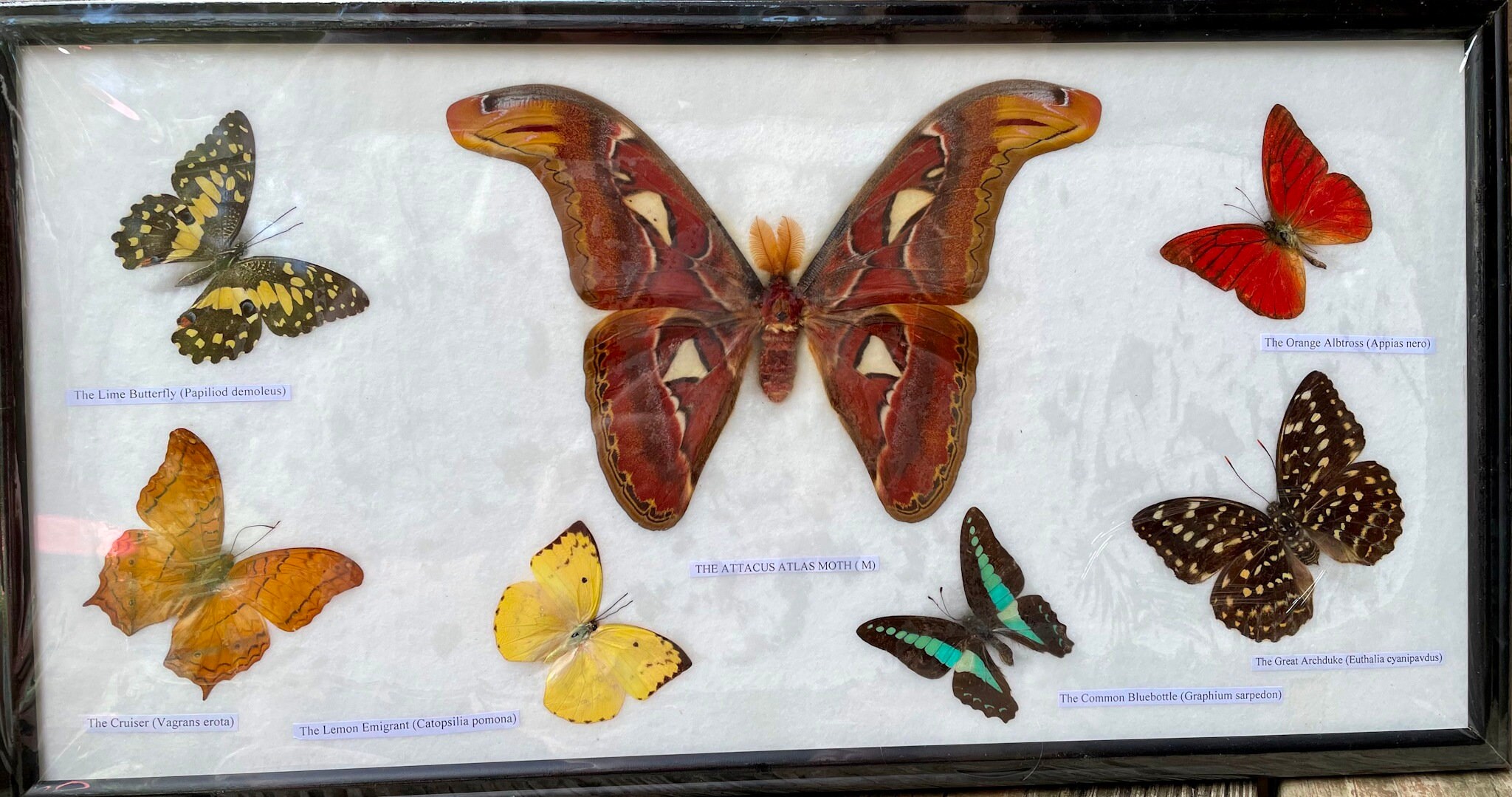 Real Framed Butterfly & Atlas Moth Specimen Insect Display 6 - Etsy