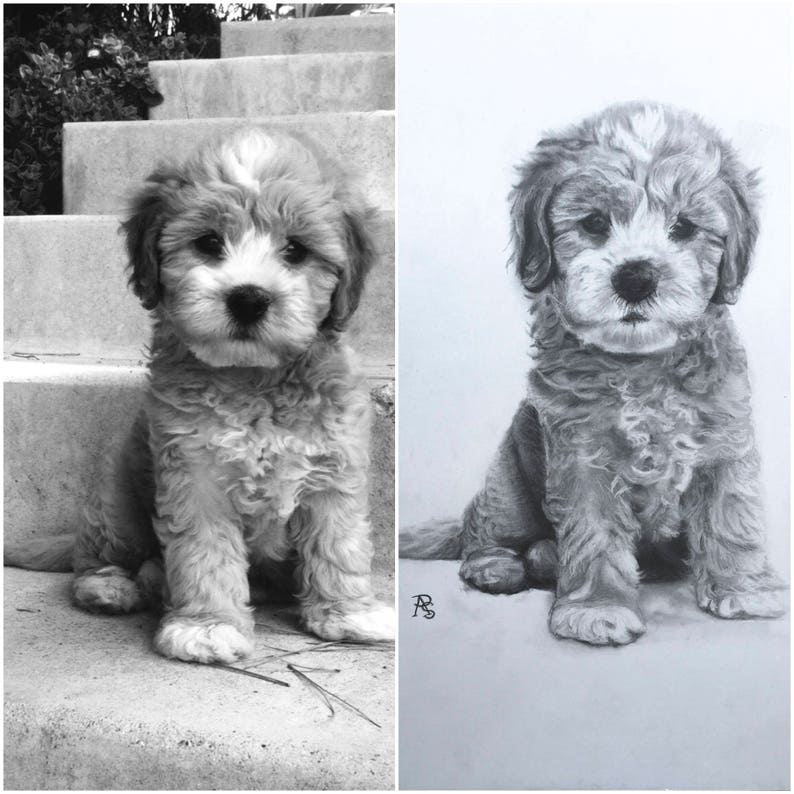 Custom Hand Drawn Pet Portraits - Etsy