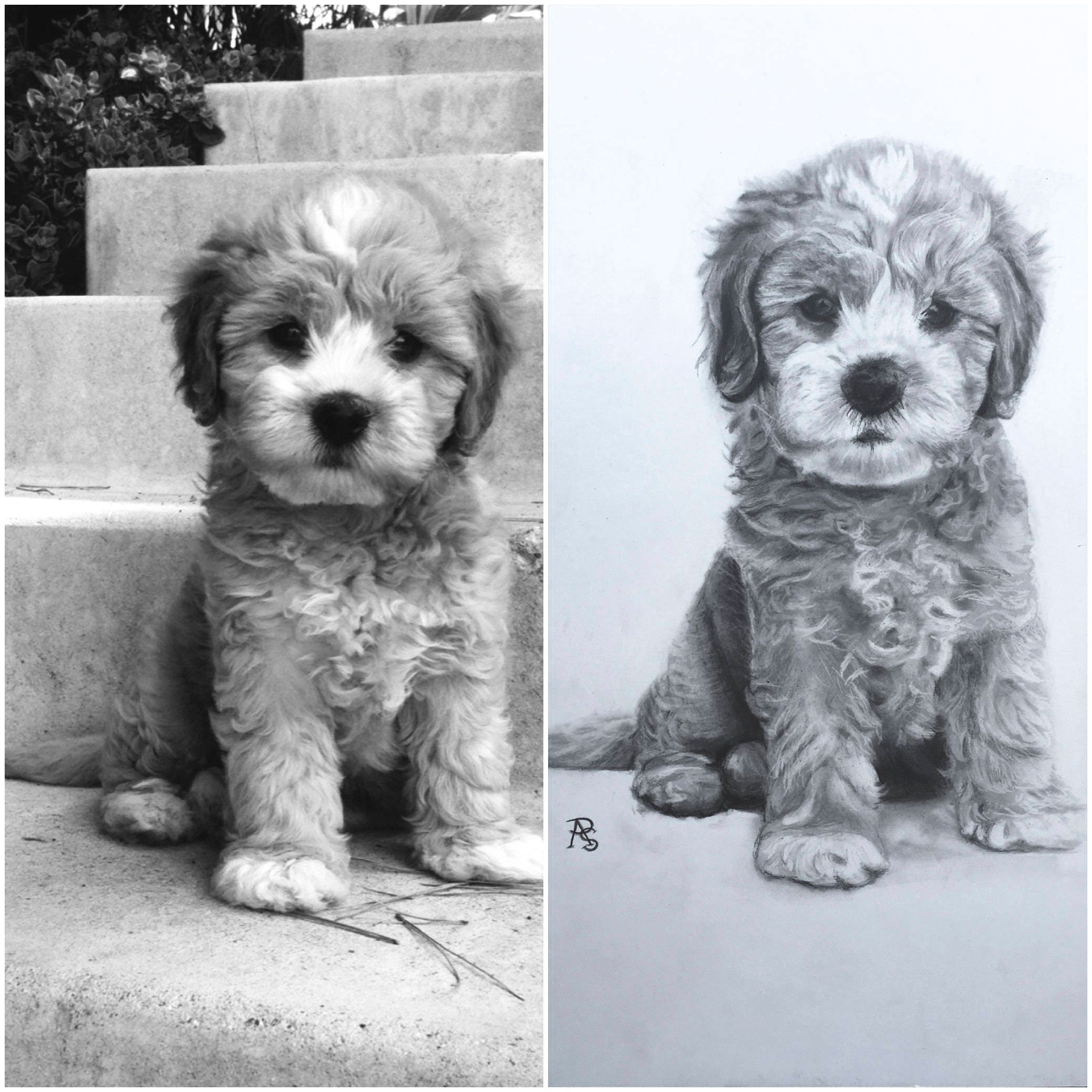 Custom Hand Drawn Pet Portraits - Etsy