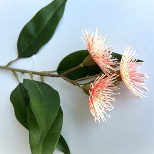Gum Blossom Stem Australian Native Flowers Eucalyptus Gum Blossom Pink ...
