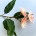 Gum Blossom Stem Australian Native Flowers Eucalyptus Gum Blossom Pink ...