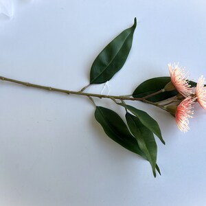 Gum Blossom Stem Australian Native Flowers Eucalyptus Gum Blossom Pink ...