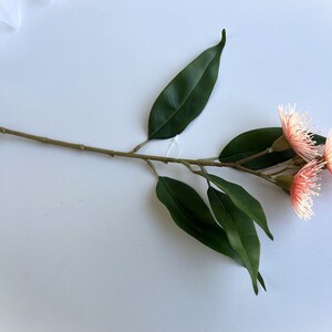 Gum Blossom Stem Australian Native Flowers Eucalyptus Gum Blossom Pink ...