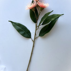 Gum Blossom Stem Australian Native Flowers Eucalyptus Gum Blossom Pink ...