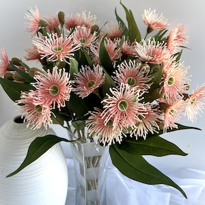 Gum Blossom Stem Australian Native Flowers Eucalyptus Gum Blossom Pink ...