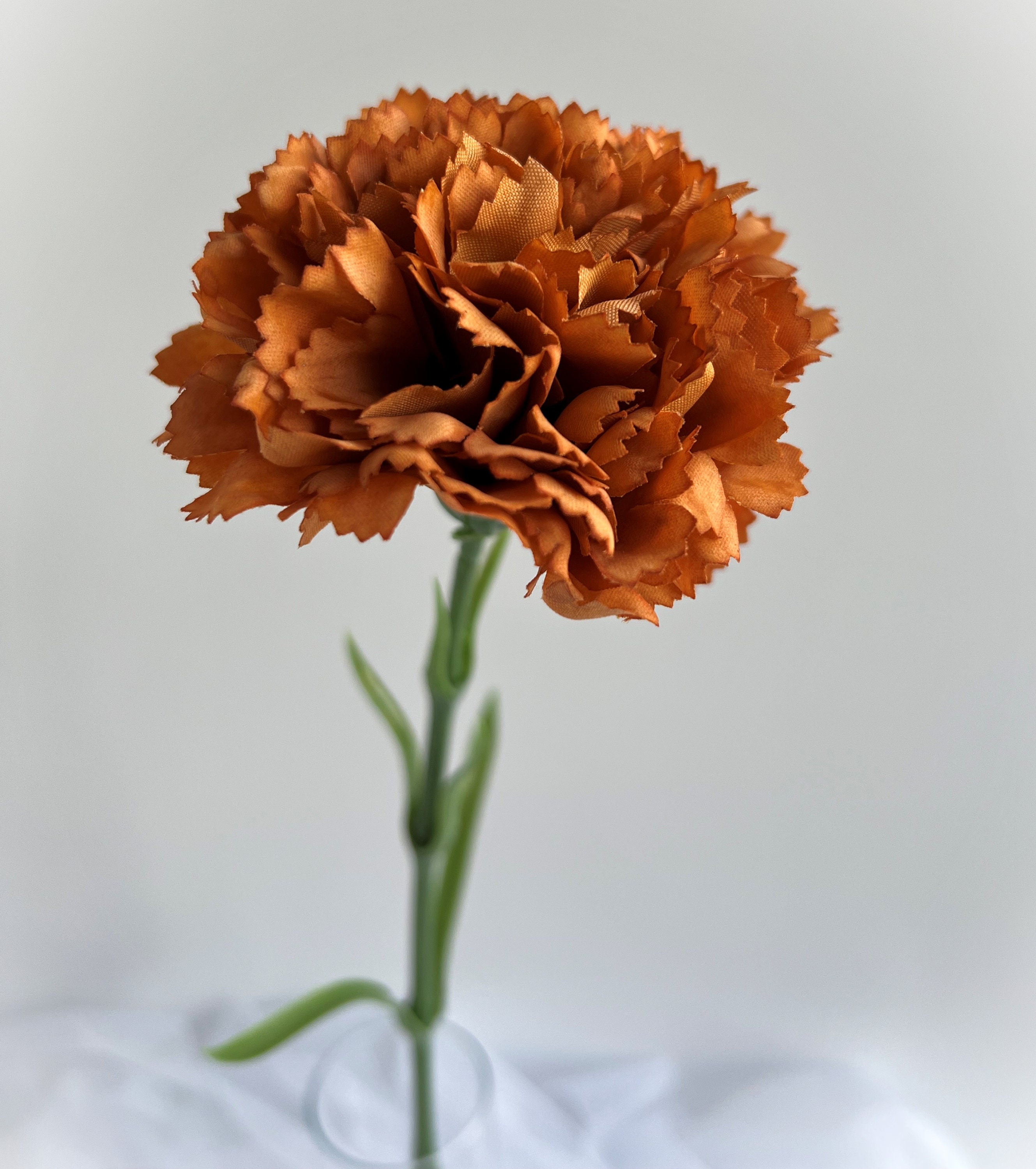 Orange Carnation Flower