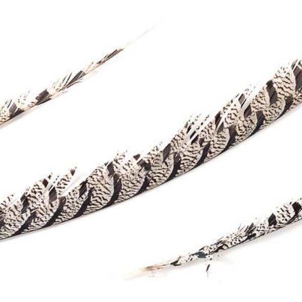 Zebra Feathers - Etsy