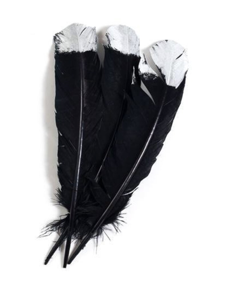 12pc, Turkey Feather Quills, 8-12 Inches, Equal Left & Rights, Turkey ...