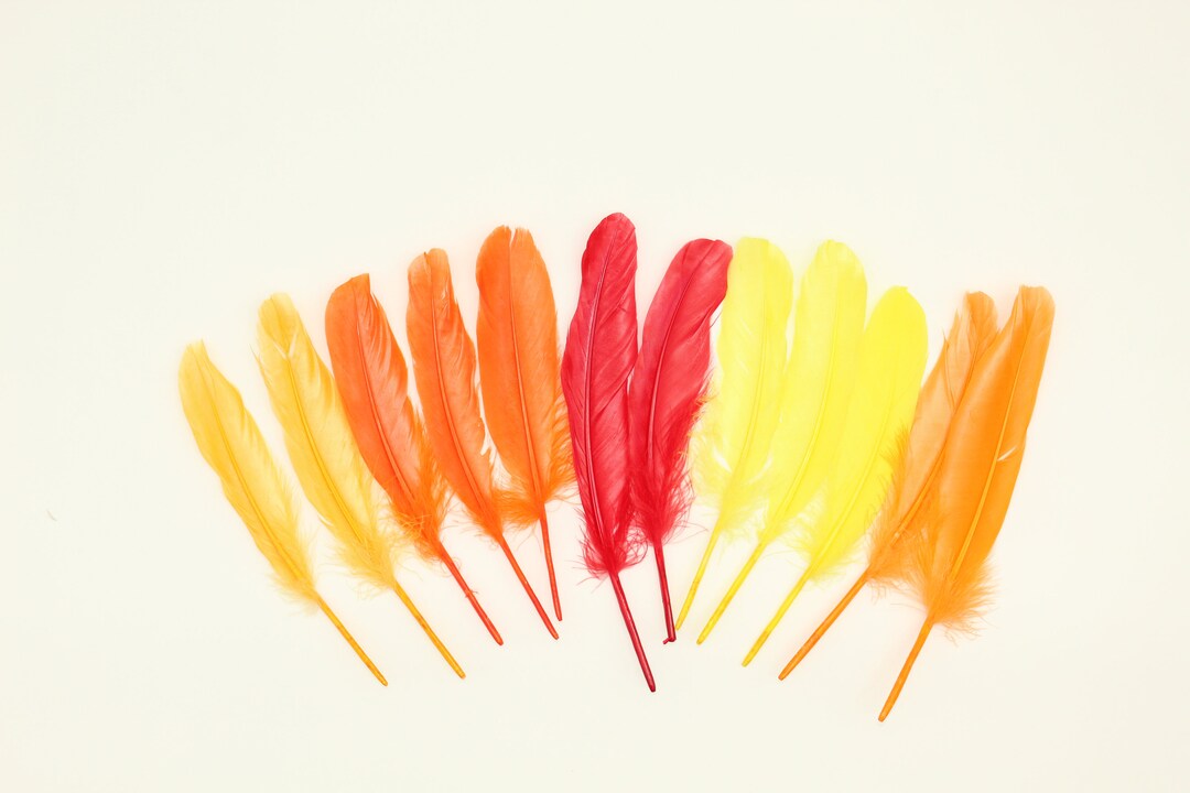 1 Pound, Turkey Quills, choose Your Color, Turkey Rounds, Quill ...