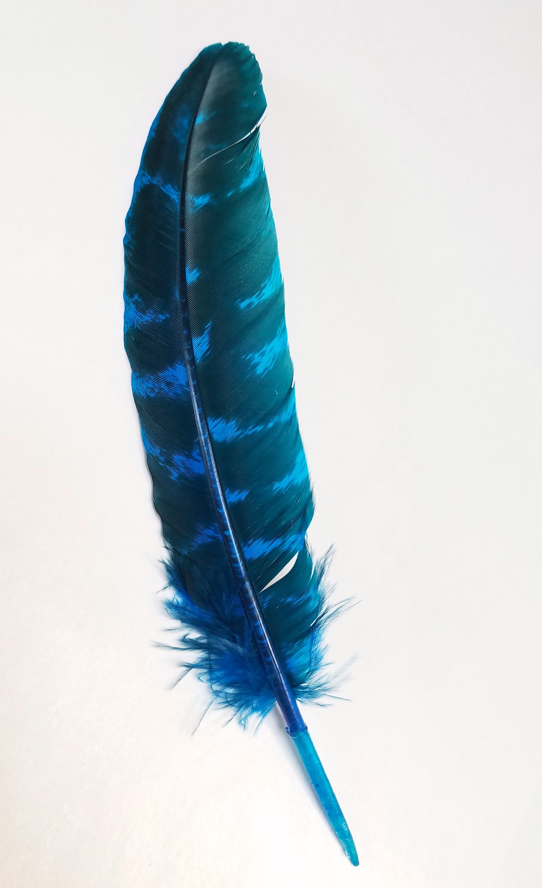 12pc Turkey Quills Dyed Barred Turkey Rounds 8-12 - Etsy