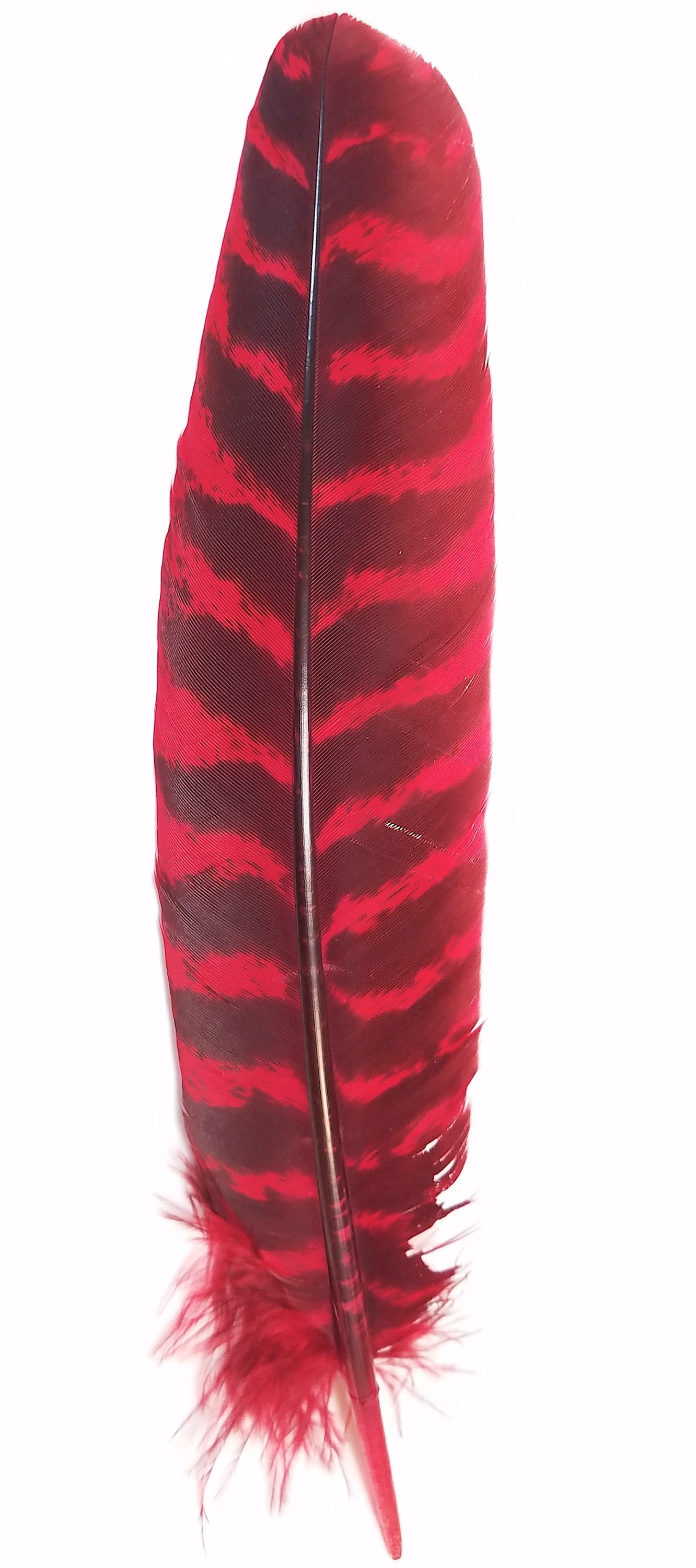 12pc, Turkey Quills, Dyed, Barred Turkey Rounds, 8-12 Long, per Pack of ...