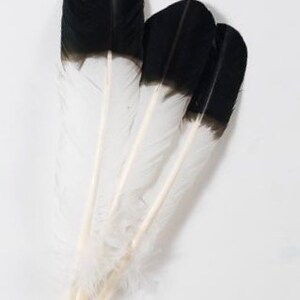 12pc, Turkey Feather Quills, 8-12 Inches, Equal Left & Rights, Turkey ...