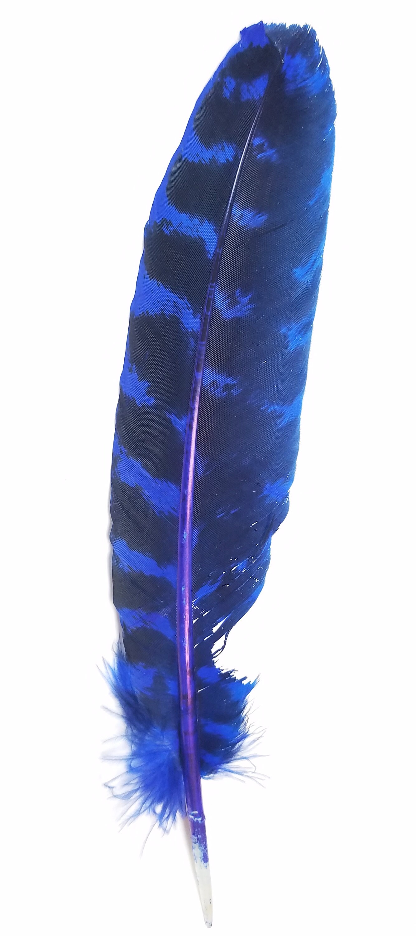 12pc, Turkey Quills, Dyed, Barred Turkey Rounds, 8-12 Long, per Pack of ...