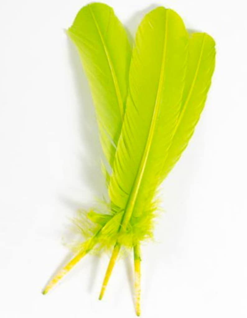 12pc, Turkey Feather Quills, 8-12 Inches, Equal Left & Rights, Turkey ...