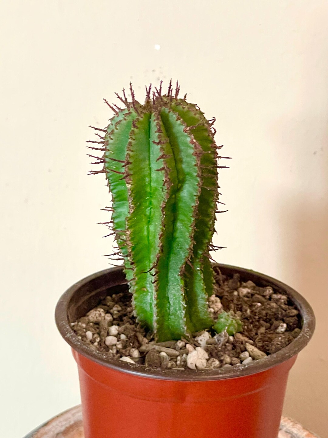 Euphorbia Cereiformis African Milk Barrel Cactus in 3 Pot - Etsy