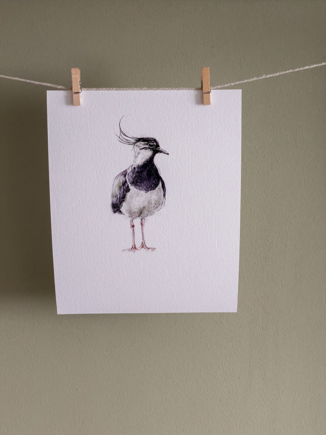 Lapwing Bird Giclée Watercolor Art Print Wall Art Illustration - Etsy
